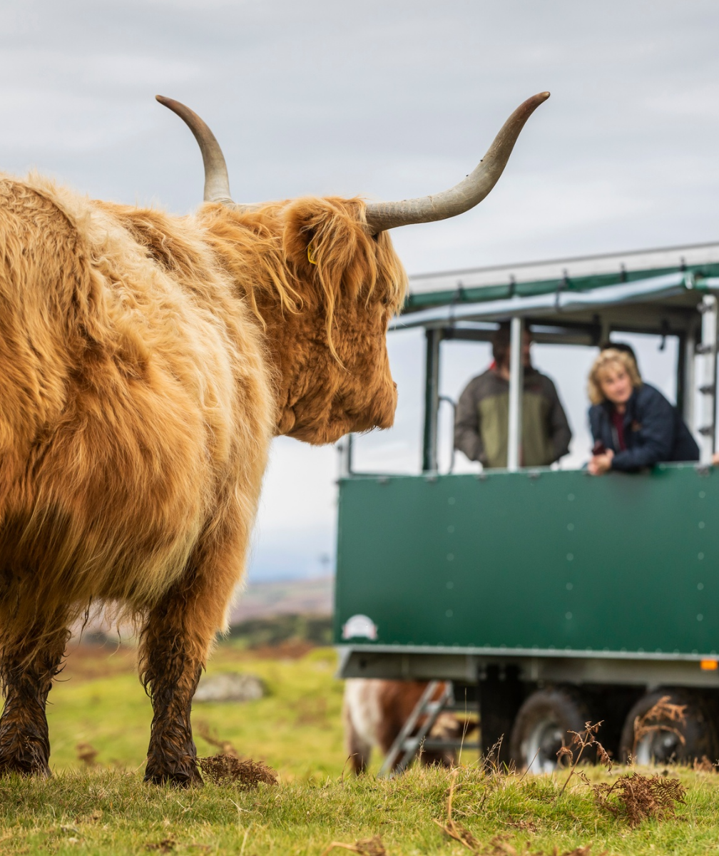 Cream Tea Highland Coo Tour | Kitchen Coos & Ewes