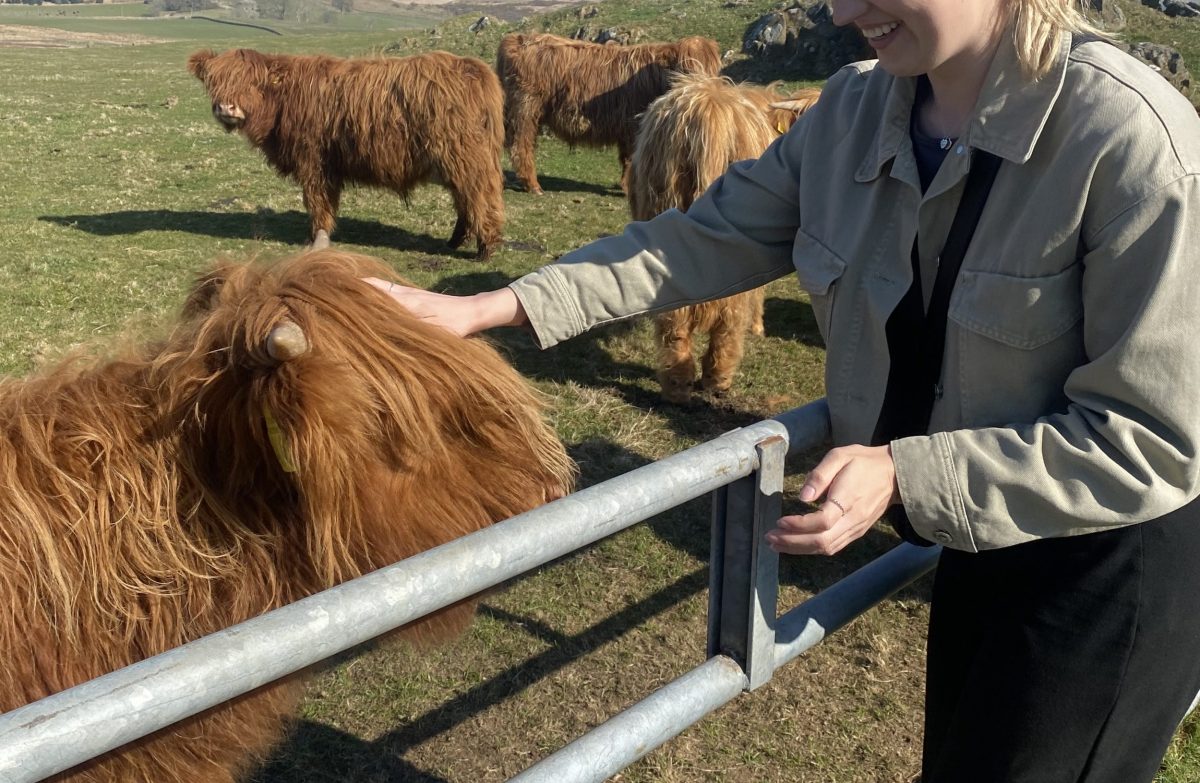 Hands-on Highland Coo Tour | Kitchen Coos & Ewes